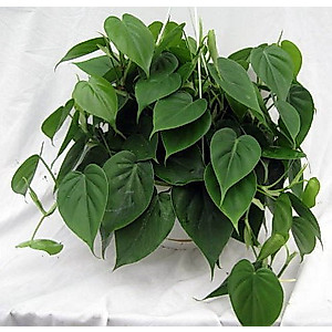 Heart Leaf Philodendron cordatum - 2 Plants - World's Easiest Houseplant-3" Pots