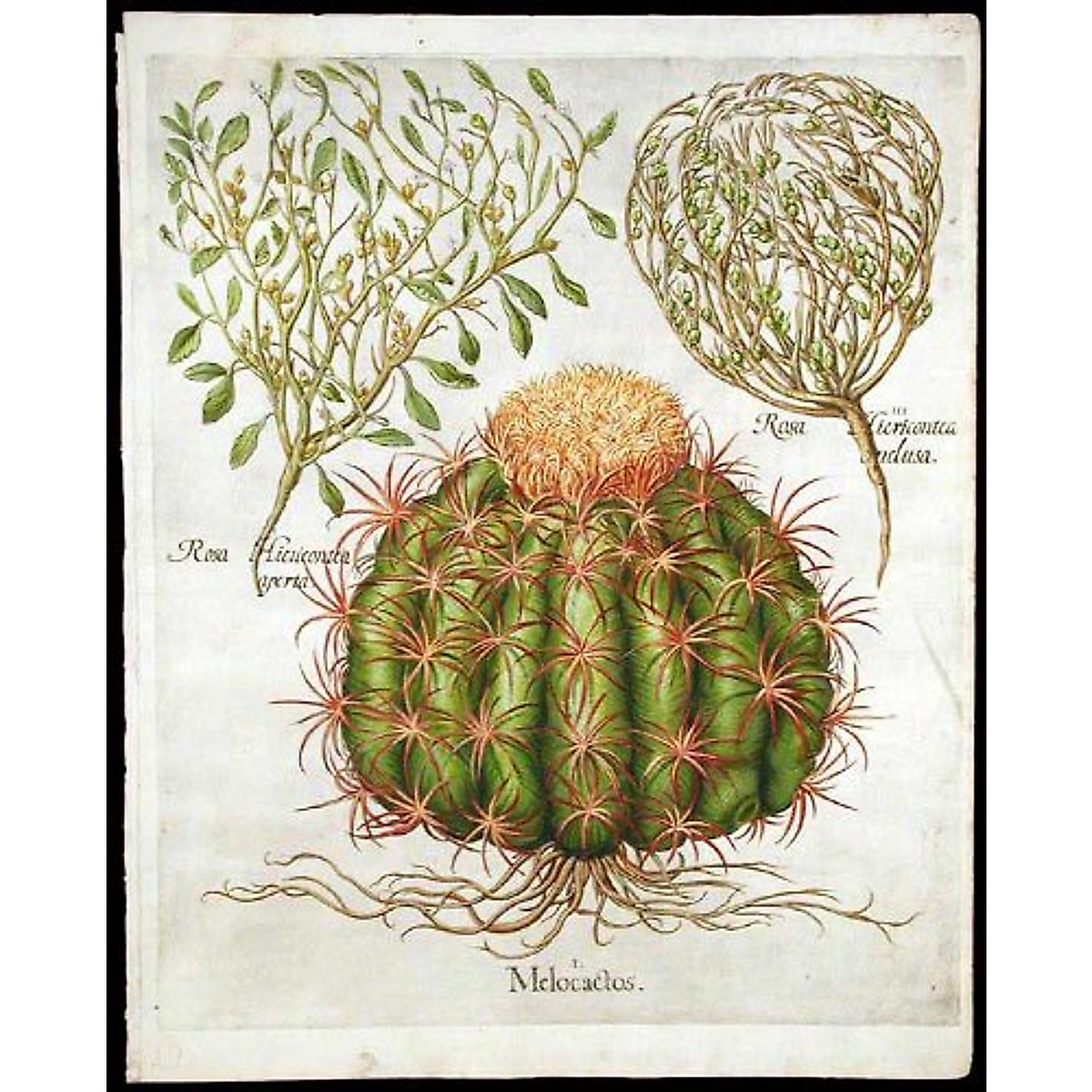 Melocactos [Mother-in-law's cushion]; Rosa Hiericontea aperta [Rose of Jericho, unfolded]; Rosa Hiericontea enclusa [Rose of Jericho, folded]