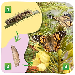 Insect Lore - Butterfly Growing Kit - With Voucher to Redeem Caterpillars Later