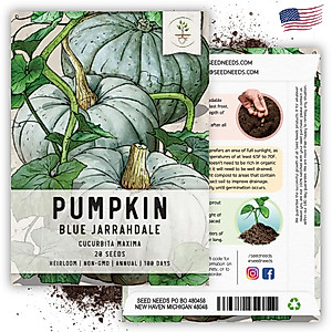Seed Needs, Blue Jarrahdale Pumpkin Seeds - 20 Heirloom Seeds for Planting Cucurbita Maxima - Non-GMO & Untreated - Tasty Decorative Pumpkin for Halloween & Fall (1 Pack)