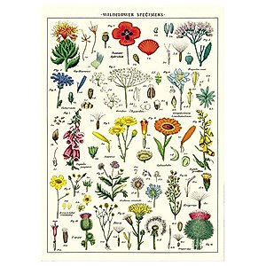 Cavallini Decorative Wrap Poster, Wildflowers, 20 x 28 inch Italian Archival Paper (WRAP/WF)