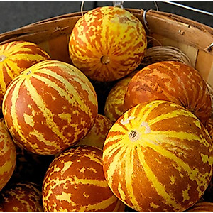 20 Rare Tigger Melon Seeds | Exotic Garden Fruit Seeds to Plant | Sweet Exotic Melons, Grow and Eat