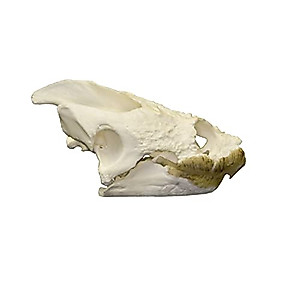 Real Snapping Turtle Skull A Quality Large