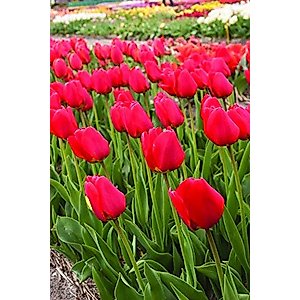 Red Tulips Darwin Hybrids (25 Bulbs) - Red Van Eijk Tulip Bulbs - Perennial Bulbs by Willard & May