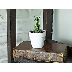 Braided Snake Plant, Sansevieria Cylindrica, Dracaena Live Plants, Succulents Plants Live, House Plants for Sansevieria Plant Stand, DIY Home Décor, Live Indoor Plants in Plant Pots by Plants for Pets