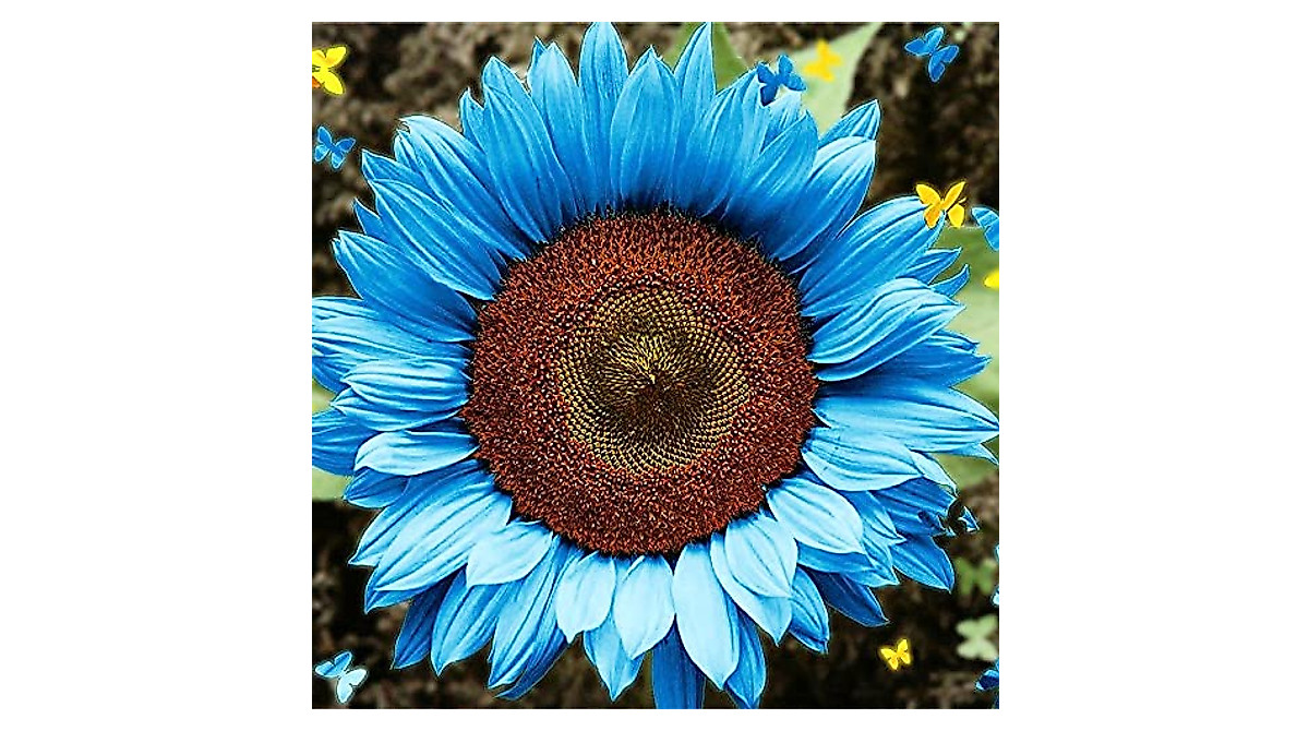 Rare Blue Sunflower Seeds | Attract Pollinators & Decorate