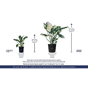 Nature's Way Farms Alocasia 'Dawn' Variegated (25-30" Tall) - Rare Live Indoor Plant, Unique Foliage