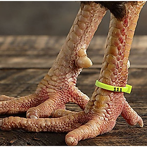 50 ZBand Numbered Poultry Leg Bands Fluorescent ~ Fits Sizes 6 to 14