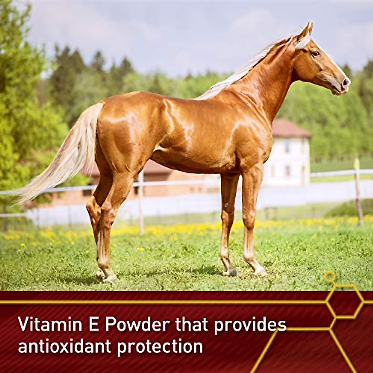 Vita Flex Pro E-5000 Premium Quality Horse Vitamin E, 4 lbs., 128-Day Supply