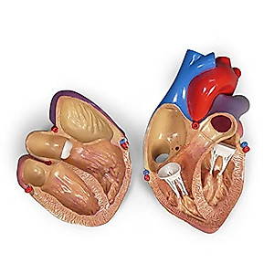 GPI Anatomicals - Heart Model | Human Body Anatomy Replica of Normal Heart for Doctors Office Educational Tool