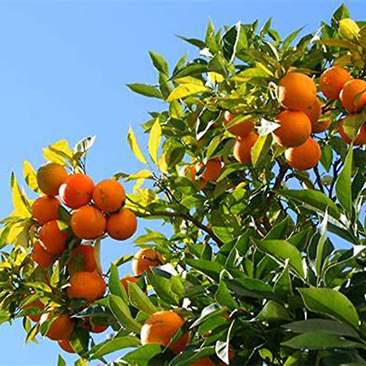 QAUZUY GARDEN 10 Seeds Orange Seeds - Organic Non-GMO Sweet Orange Seeds - Sweet Fragrant Citrus Sinensis Fruits - Grow Your Own Delicious Fruit Tree