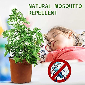 1000+ Non-GMO Citronella Plant Seeds for Planting - Heirloom Citronella Carpet Creeping Grass Seeds Planting Garden Home (Made in The US)