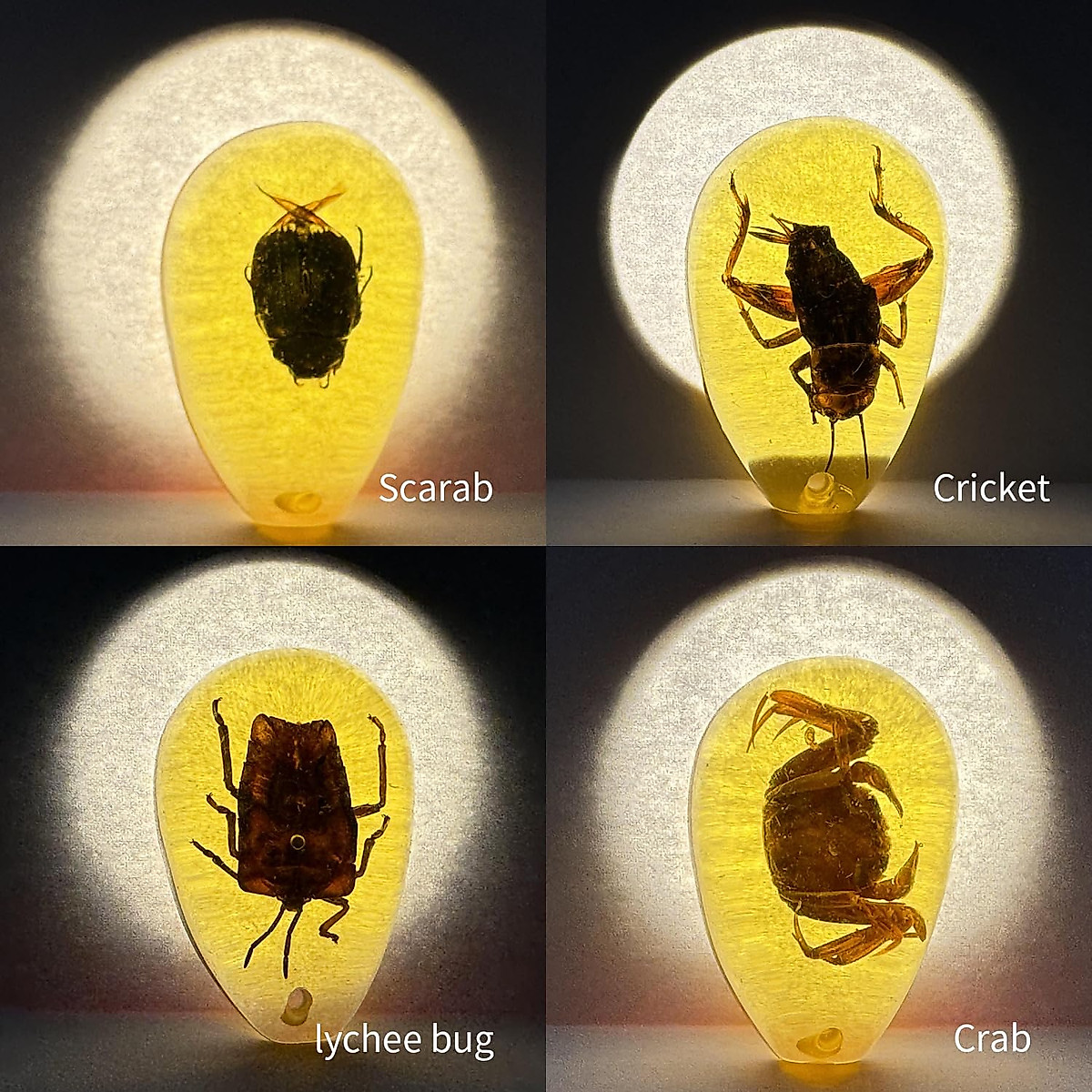 Western Eagle Workshop 8pcs Amber Fossil with Insects Samples Stones Crystal Specimens Home Decorations Collection Oval Pendant