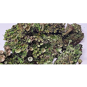 Tin Roof Treasure Live Moss Pixie Cup (Cladonia Pyxidata) Lichen for Terrarium Fairy Gardens 4"x6" Bag