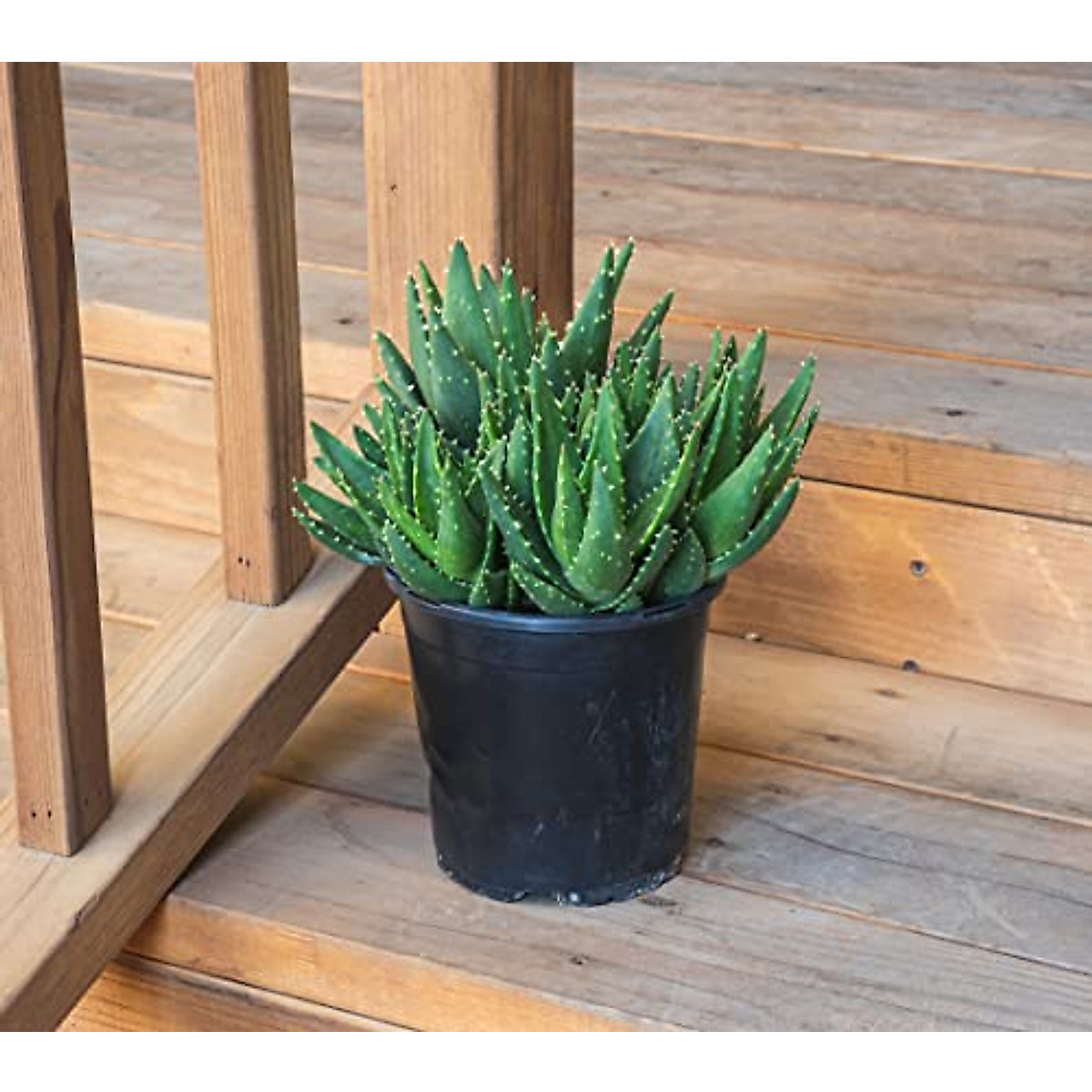 Succulents Plants Live Indoor Plants, Aloe Nobilis Plants Live Houseplants, Live Succulents Live Plants Indoor Succulent Plants, Indoor Plant Real Succulents Plants House Plants by Plants for Pets