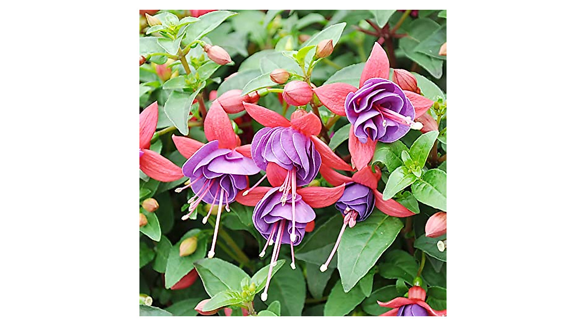 Grow Vibrant Fuchsia Seeds - Attract Hummingbirds & Add Color