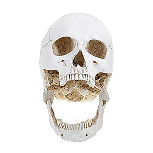 DOC.ROYAL Realistic 1:1 Retro Human Skull Model Life Size Anatomical Medical Teaching Skeleton Head