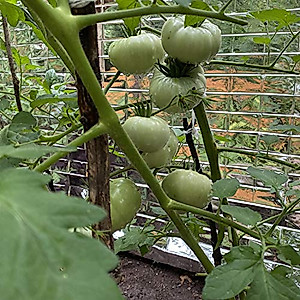 Silver Reflective Mylar Film Sheets - Garden Greenhouse Covering Foil Sheets Set of 10 Pack | Mylar Roll for Grow Room Effectively Increase Plants Growth - 87 x 63 inch Space Emergency Blankets Fabric