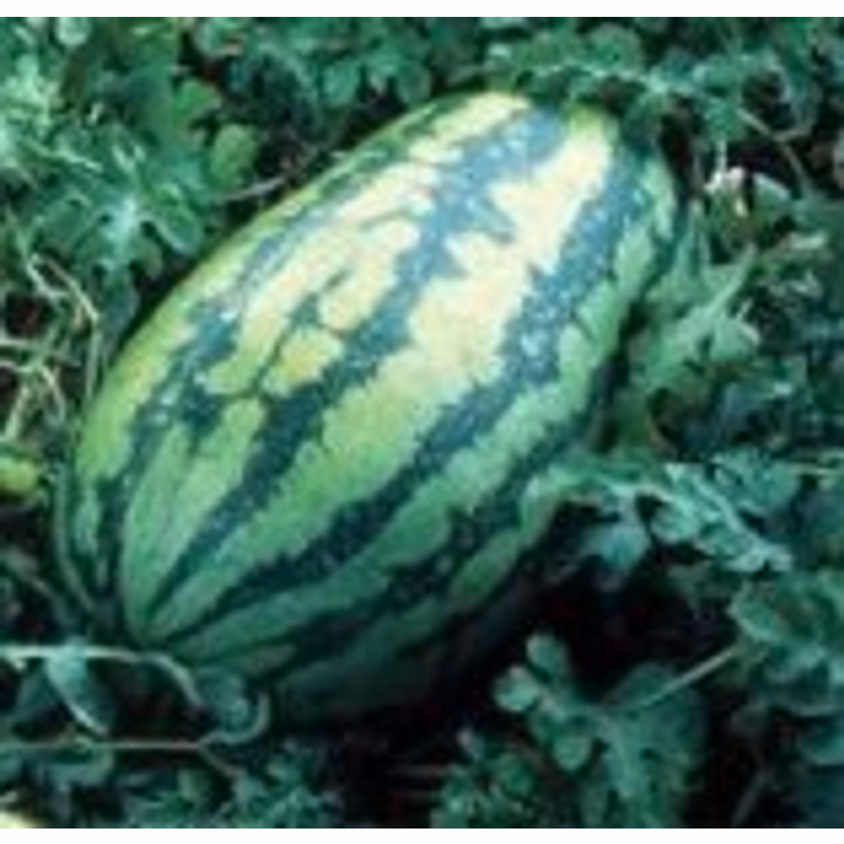 Jubilee Sweet Watermelon Seeds for Planting, 50+ Heirloom Seeds Per Packet, (Isla's Garden Seeds), Non GMO Seeds, Botanical Name: Citrullus lanatus, Great Home Garden Gift
