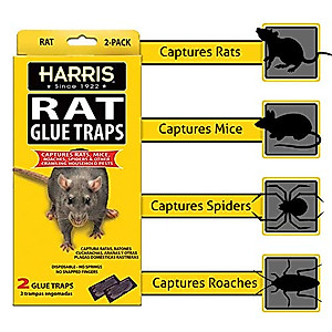 Harris Rat Glue Traps, Fully Disposable (2-Pack)