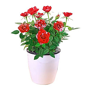 Rose Plants Live Ready to Plant Outdoors Seedlings,Dark Red Stripes Rose Bush,Multi Colours Rose Hedging,Home Garden Yard Decor Blooms,Easy Planting (1 Plant ,No Pot Include)