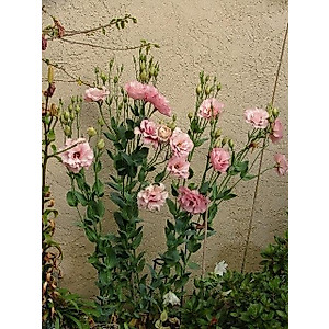 seedcaps Lisianthus Seeds for Planting - 100 Pcs Rare Pink Perennial Flower Seeds for Planting in Pots Home Garden