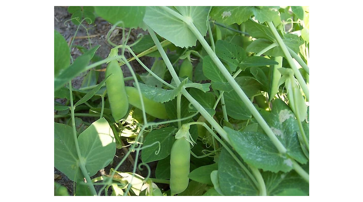 Grow Early Alaska Pea Seeds - Heirloom, Non-GMO & Cold Hardy