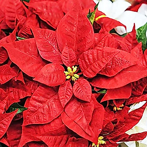 QAUZUY GARDEN 100 Poinsettia Seeds, Mexican Flameleaf, Christmas Star Flower, Easter Flower, Painted Leaf, Striking Perennial Flowering Shrub Bush Tree Plant, Low-Maintenance