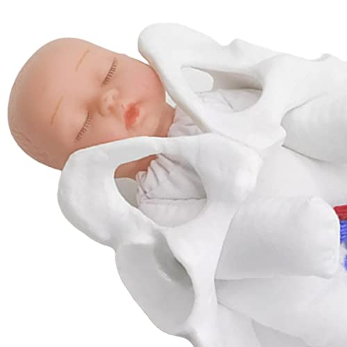 AMLESO Human Female Pelvis Model Childbirth, Mini Female Pelvis