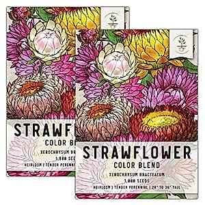 Seed Needs, Mixed Strawflower Seeds for Planting (Xerochrysum bracteatum) Heirloom & Open Pollinated, Attracts Pollinators (2 Packs)