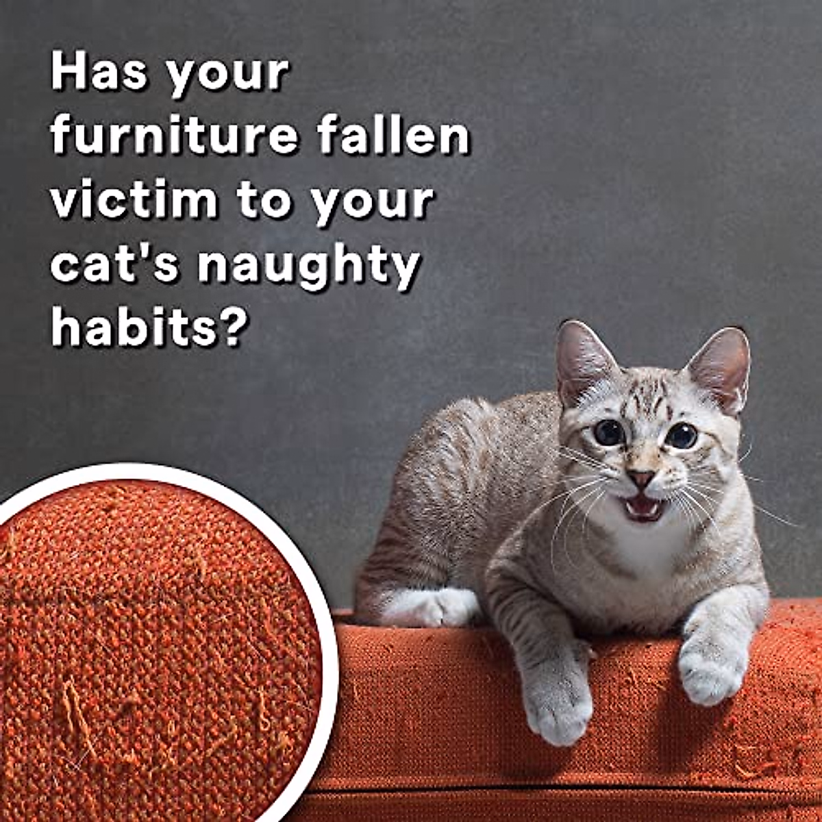 Pet Nail Clippers for Small Animals - Best Cat Nail Clippers & Claw Trimmer for Home Grooming Kit - Professional Grooming Tool for Tiny Dog Cat Bunny Rabbit Bird Puppy Kitten Ferret - Ebook Guide