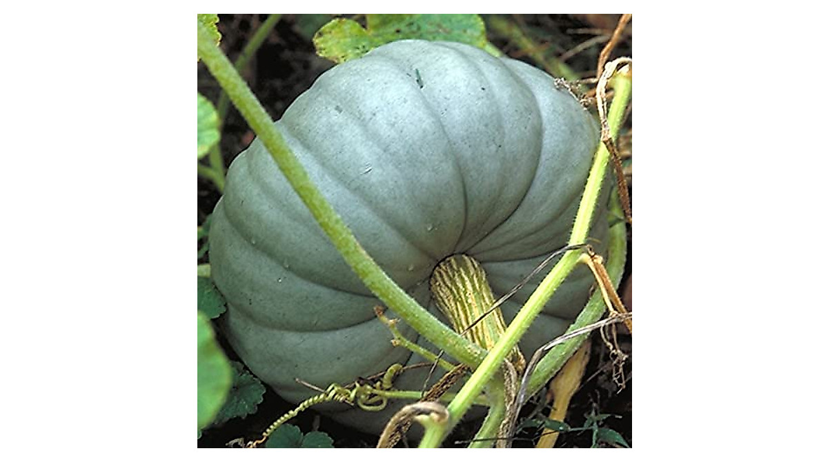 Jarrahdale Blue Pumpkin Seeds - Grow Heirloom Winter Squash