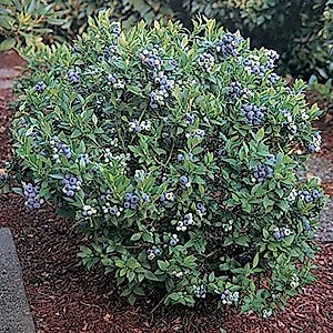 Blueberry Plants "Top Hat" Includes (4) Four Plants