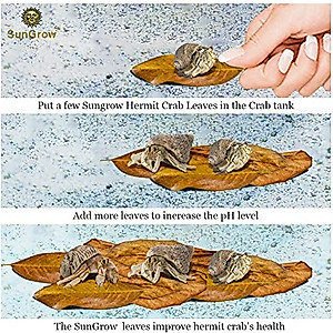 SunGrow 10 Pack Large Hermit Crab Catappa Indian Almond Leaves, 7-9 inches Long, Dried Leaves for Added Humidity, Delicious Crab Treat and Source of Cellulose