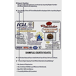 20 Mukhi Indonesian Java Rudraksha Collector 20mm-22mm Silver Pendant IGL Certified