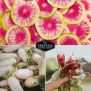 Survival Garden Seeds Radish Collection Seed Vault - Watermelon (Daikon Type), Purple Plum, French Breakfast, Daikon, Champion Radishes - Non-GMO Heirloom Seeds for Planting in Your Vegetable Garden