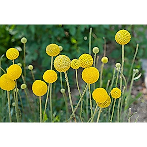 Yellow Globe Flower Seeds - 50 Seeds - Great for Cut Flowers and Flower Bonsai - Made in USA - Drumstick Flower