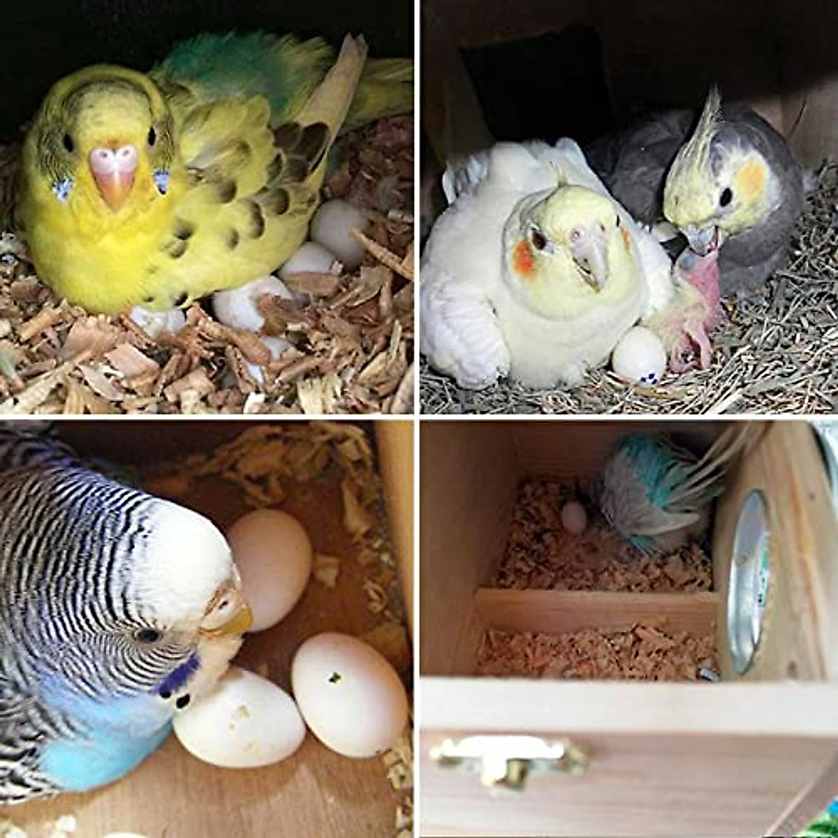 kathson Parrot Nest Breeding Box, Wood Bird Nest for Cage, Parakeet Nesting Box with Perches Pet House Natural Coconut Fiber Bird Toys for Parakeet Cockatoo Budgie Cockatiel Lovebirds (Large)