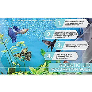 D&A Tropical Live Fish - ABINO Platinum Guppy Live Fish, Female and Male Guppies Live Fish for Aquariums, Live Fish Freshwater (1 Trio (1 Male,2 Female))