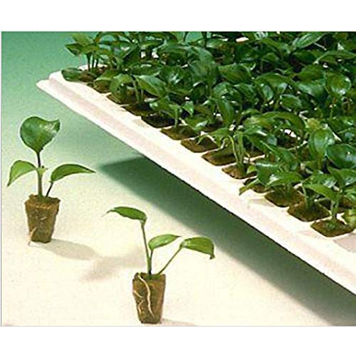 1.5 inch Rockwool/Stonewool Grow Cubes Starter Sheets for Cuttings, Cloning, Plant Propagation, Seed Starting Hydroponic Grow Media Growing Medium for Vigorous Plant Growth (28, 1.5)1