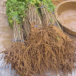 Pomegranate Live Tree Plant Seedling,14-17inch Height, Very Large Orange Red Fruit with Red Arils and Sweet Tart Juice Great for Home and Garden Yards Planting