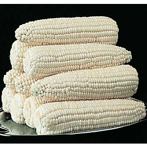 "Silver Queen" Corn Seeds for Planting, 50+ Heirloom Seeds Per Packet, (Isla's Garden Seeds), Non GMO Seeds, Botanical Name: Zea mays