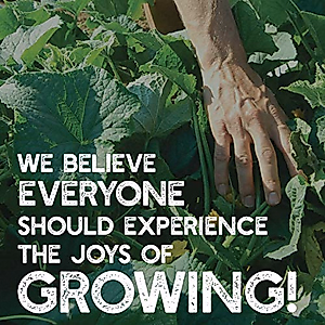 Purple Vienna Kohlrabi Seeds: 1 Lb - Non-GMO Vegetable Garden & Micro Greens Growing Seed