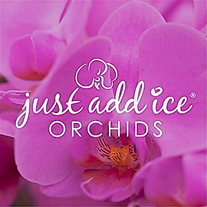 Just Add Ice JA5152 Purple Orchid in White Ceramic with Burlap Bow - Live Indoor Plant, Long-Lasting Flowers, Gift for Mother's Day, Spring, Shabby Chic, Rustic Farmhouse - 2.5" Diameter, 9" Tall