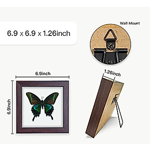 ITrixgan Real Butterfly Specimen In Frame Display Lively Satin Green Insect Framed Butterfly Taxidermy For Science Education