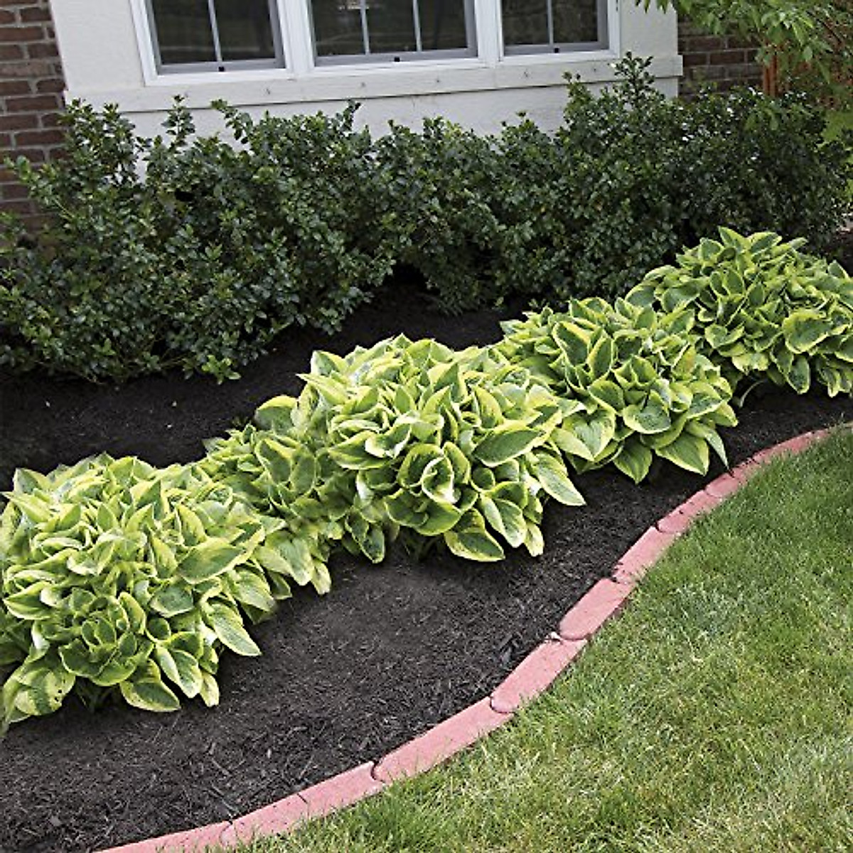 Hosta Perenial Mixed Bare Root Plans 9 Pack