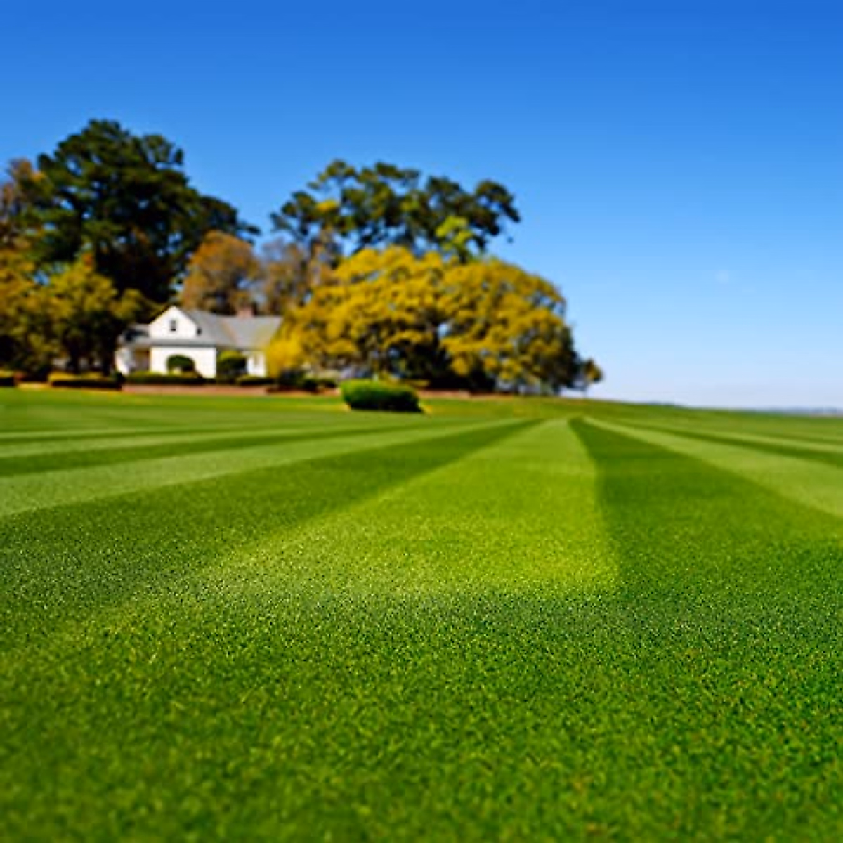 Outsidepride Maya (Blackjack II) Warm Season Drought Tolerant, Fast Growing, Bermuda Lawn, Turf Grass Seed - 50 LBS