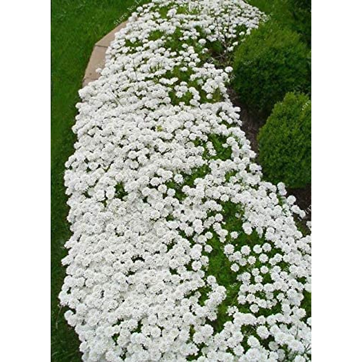 3000+ Mix Creeping Thyme Seeds for Planting, Thymus Serpyllum Heirloom, Ground Cover Plants Easy to Plant and Grow, Blue, Purple, White, Red, Green, Yellow Flowers