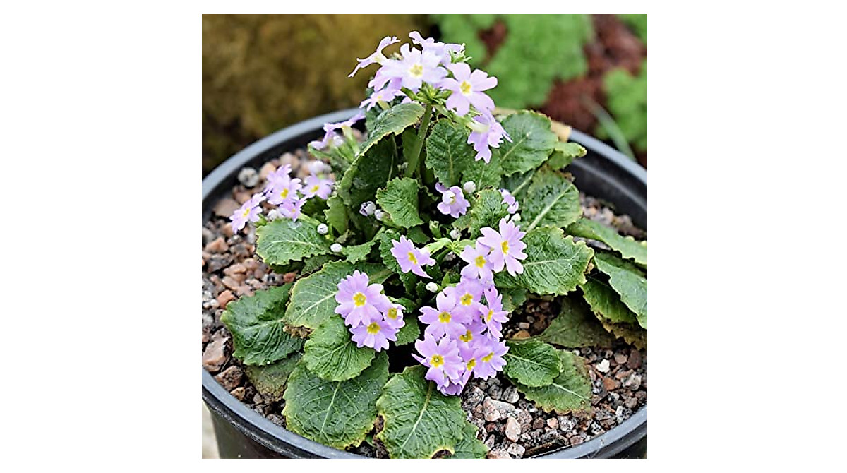Vibrant Primula Seeds for Gardens & Indoors | YEGAOL Garden 50Pcs