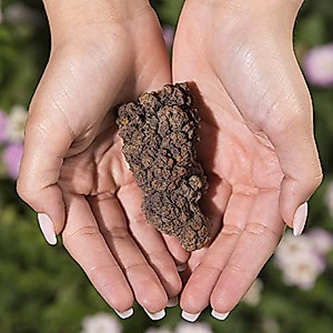 KALIFANO Authentic Prehistoric Dinosaur Coprolite Feces Trace Fossil - Fossilized Dinosaur Dung Poop Coprolite from Madagascar (Information Card Included)